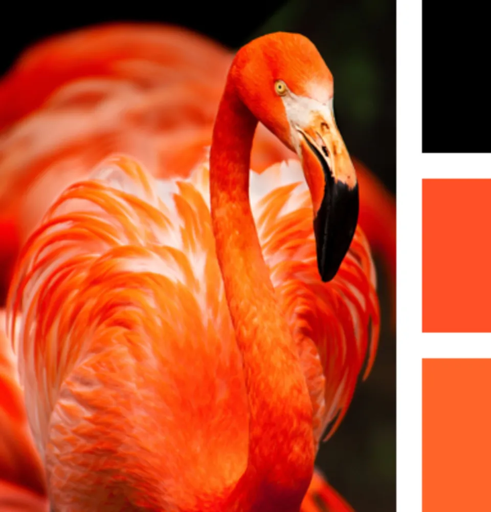 Extract colors | Chromatone.center