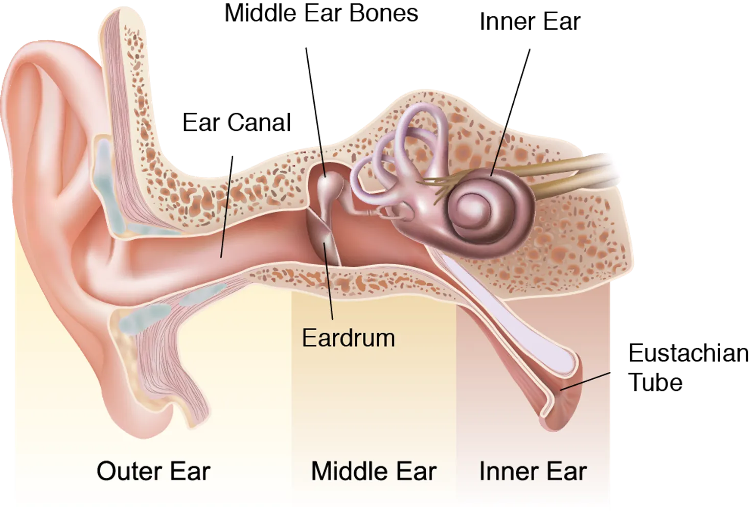 Human auditory system | Chromatone.center